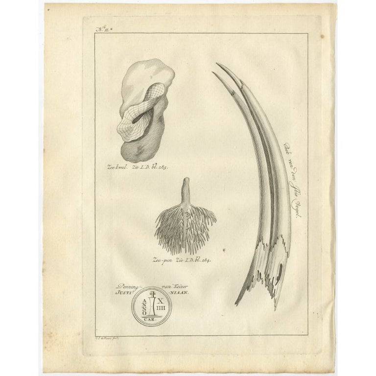 Antique Print of the Bill of an Ibis Bird by Shaw, 1773 For Sale at 1stDibs