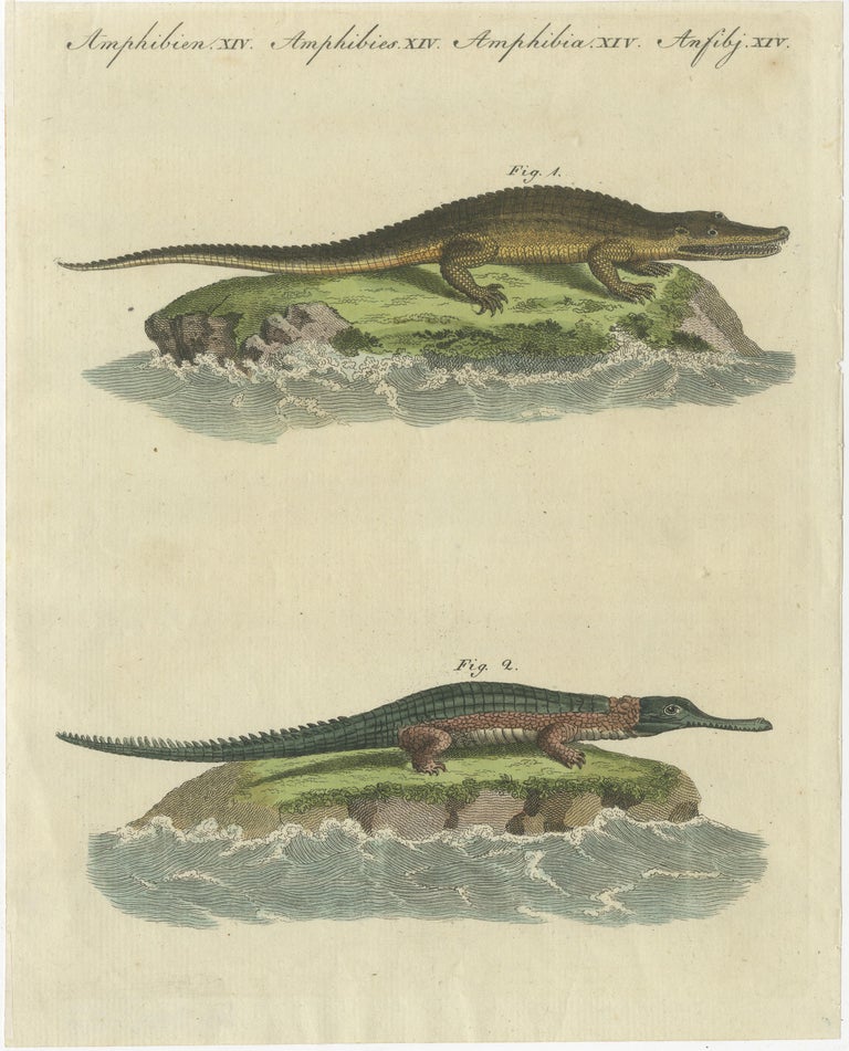 Antique Print of the Caiman Alligator and an other Crocodile species ...