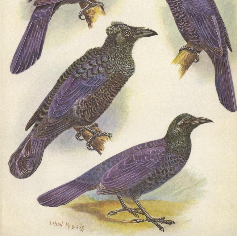 Antique Print of the Glossy-Mantled Manucode and Others '1950' For Sale ...