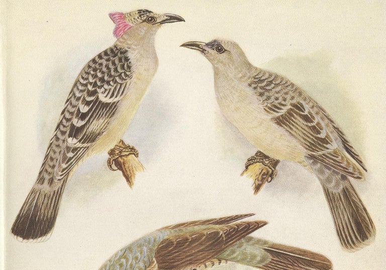 Antique Print of the Great Bower Bird and the Satin Bower Bird '1950' For Sale at 1stDibs