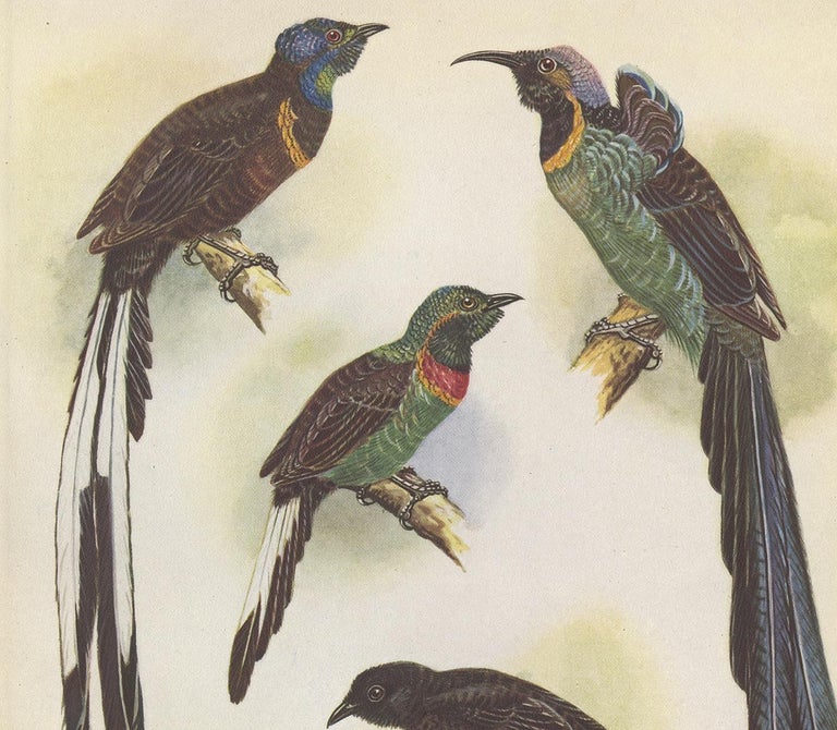 Antique Print of the Green-Breasted Sickle Bill Bird and Others '1950 ...