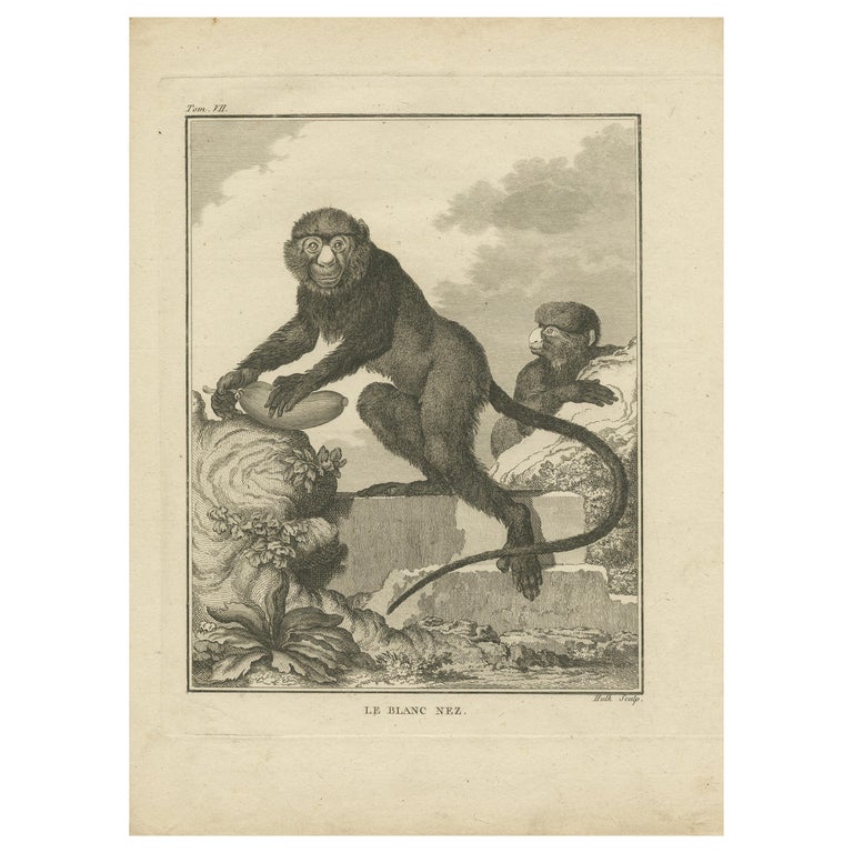 Antique Print of the Lesser Spot-Nosed Monkey by Buffon '1755' For Sale ...