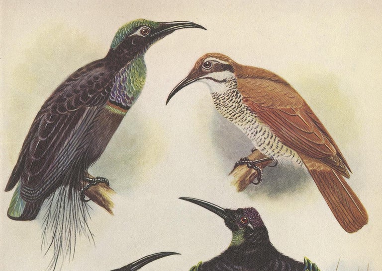 Antique Print of the Magnificent Rifle Bird and the Twelve-Wired Bird ...