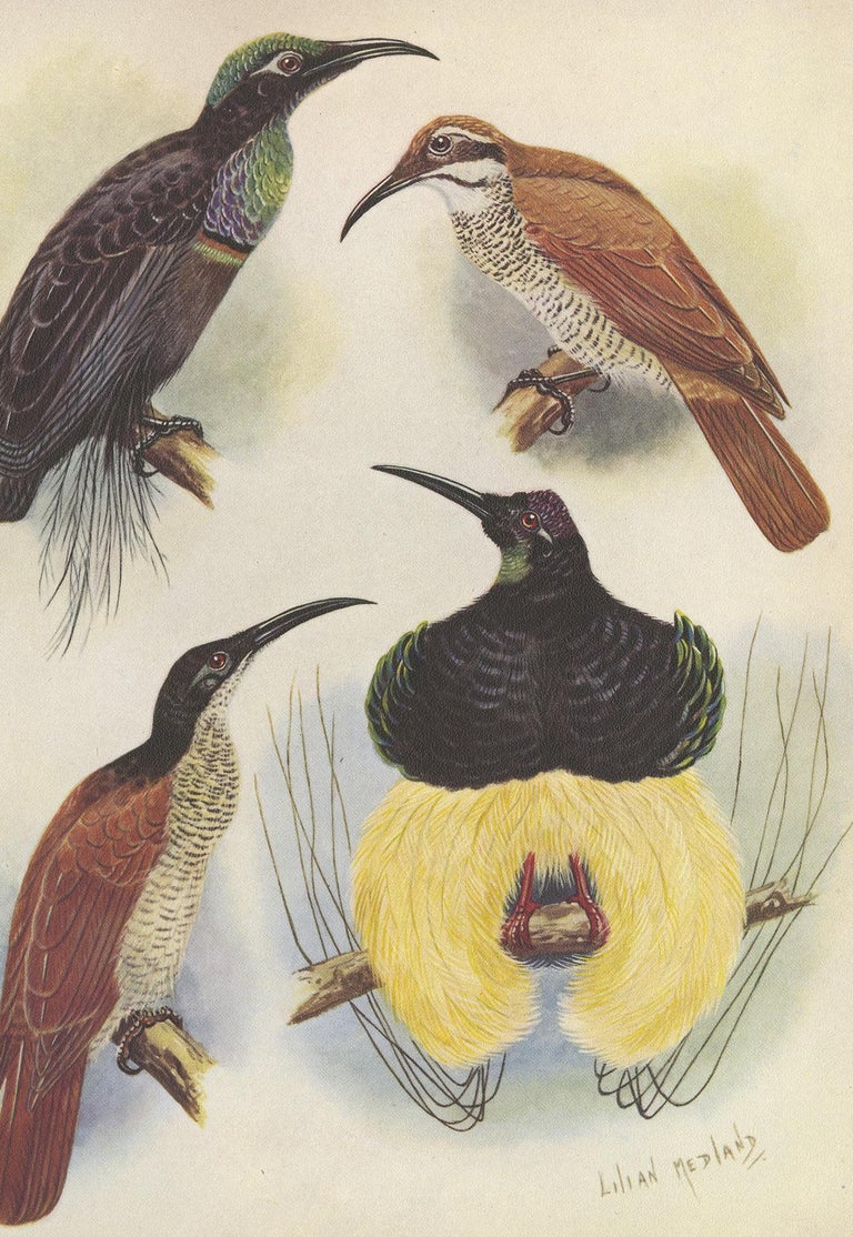 Antique Print of the Magnificent Rifle Bird and the Twelve-Wired Bird ...