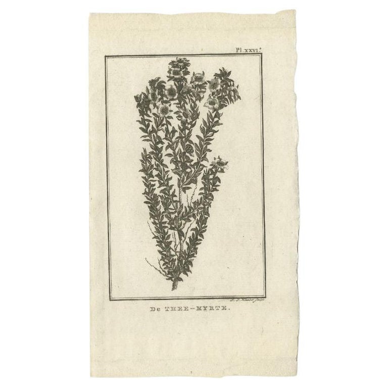 Antique Print of the Myrtus or Myrtle Plant by Cook, 1803 For Sale at ...
