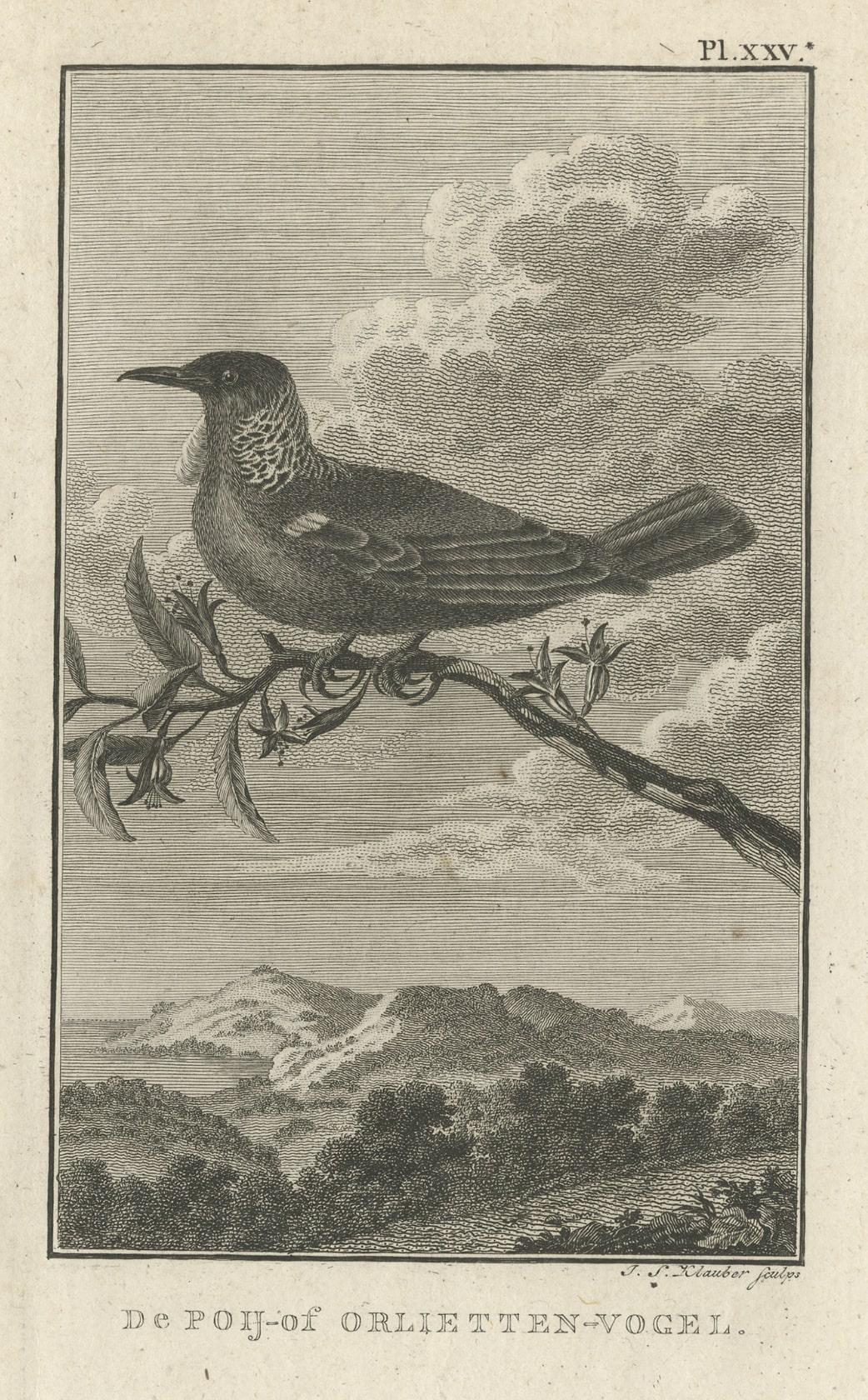 Antique Print of the New Zealand Parson Bird or Green Collar Bird by ...