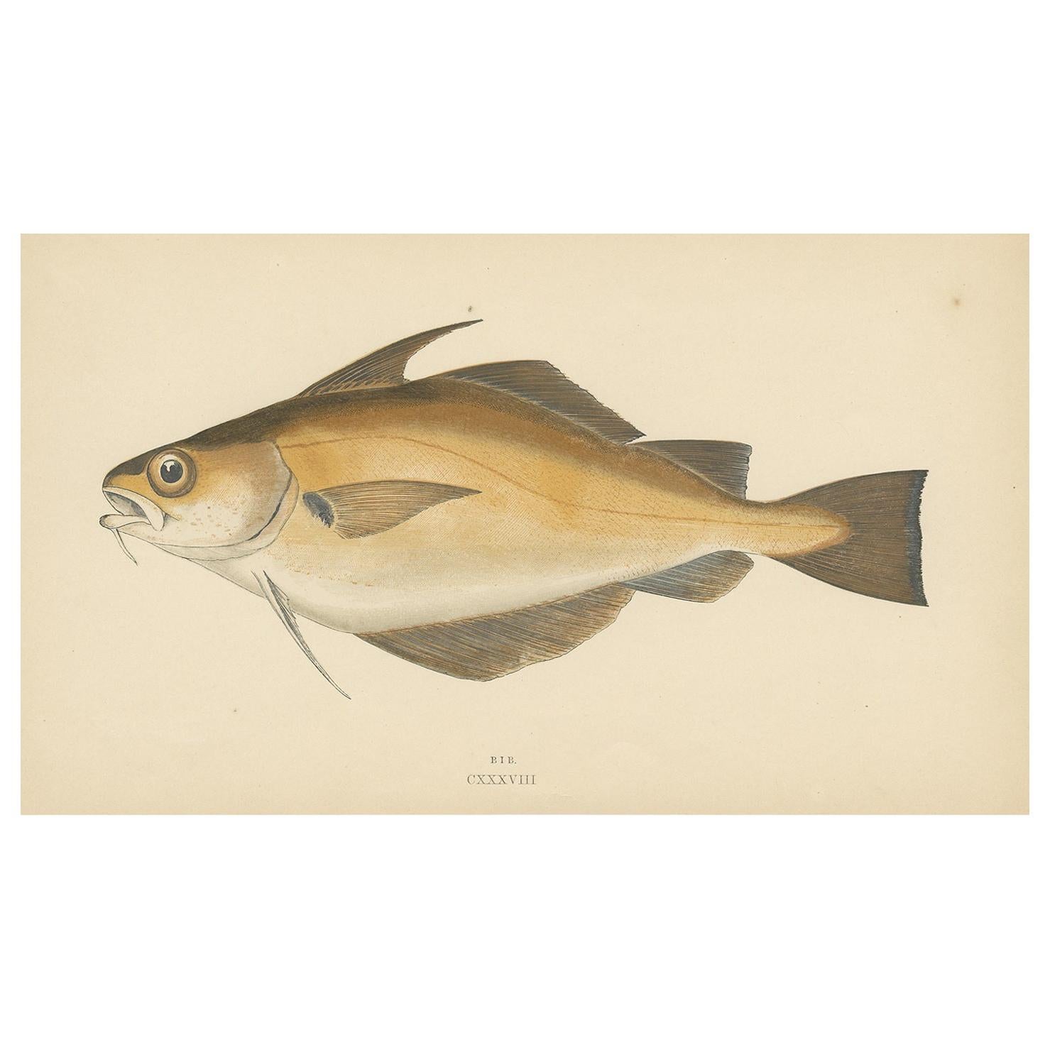 Framed Antique Intaglios Circa 1870 at 1stdibs