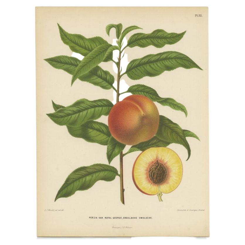 Antique Print of the Royal George Peach Severeyns, 1876 For Sale at 1stDibs
