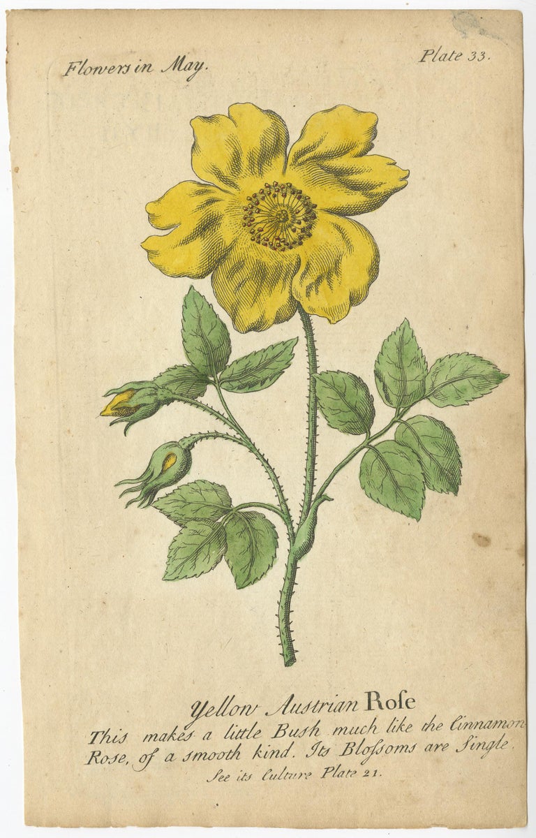 Antique Print of the Yellow Austrian Rose, Cinnamon Rose and Orange ...