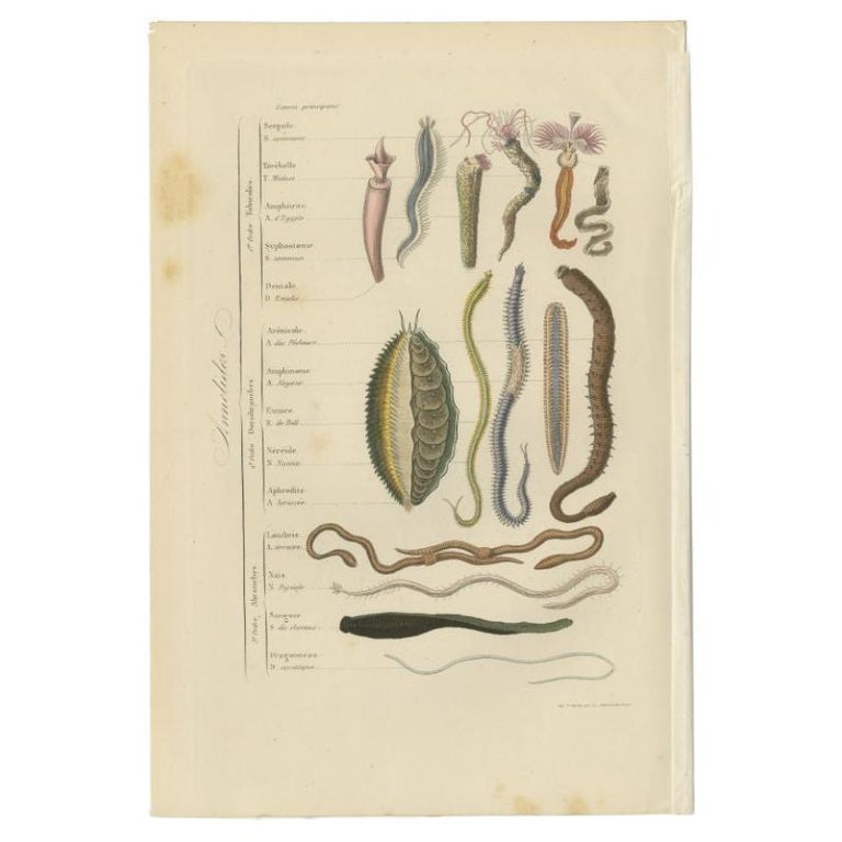 Antique Print of various Annelids, 1854 For Sale at 1stDibs