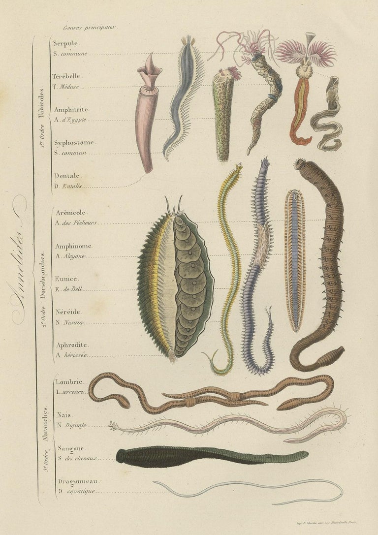 Antique Print of various Annelids, 1854 For Sale at 1stDibs