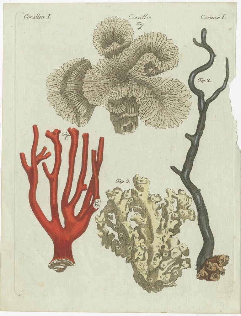 Antique Print of Various Coral Including Red Coral For Sale at 1stDibs