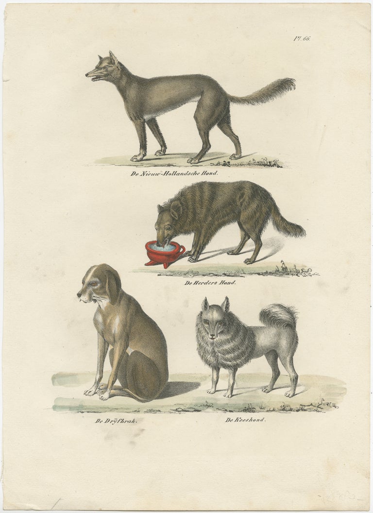 Antique Print of Various Dog Breeds, Incl a Shepperd and a Sheepdog ...