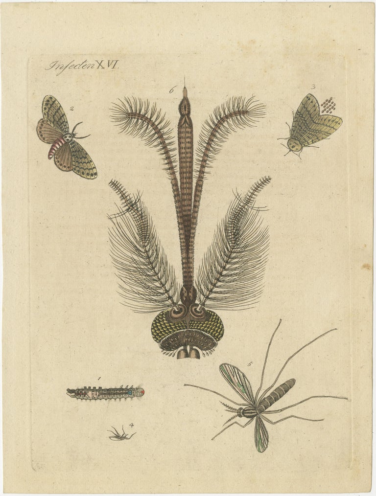 Antique Print of various Insects including the Nun Moth and Common ...