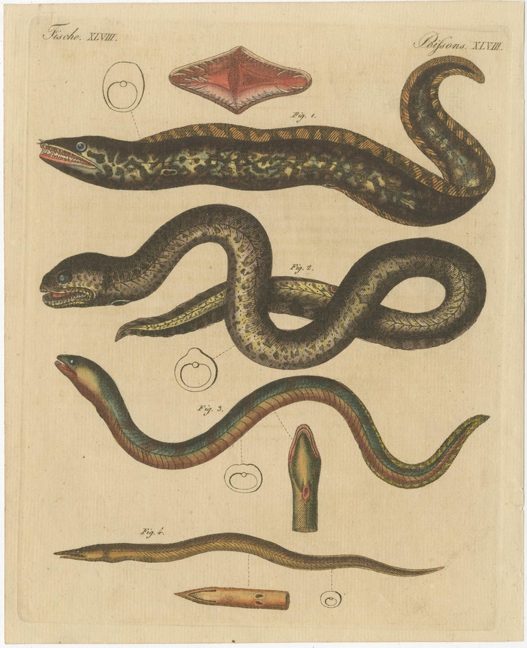 Antique Print of Various Marine Life Including Gymnothorax Afer or Dark ...