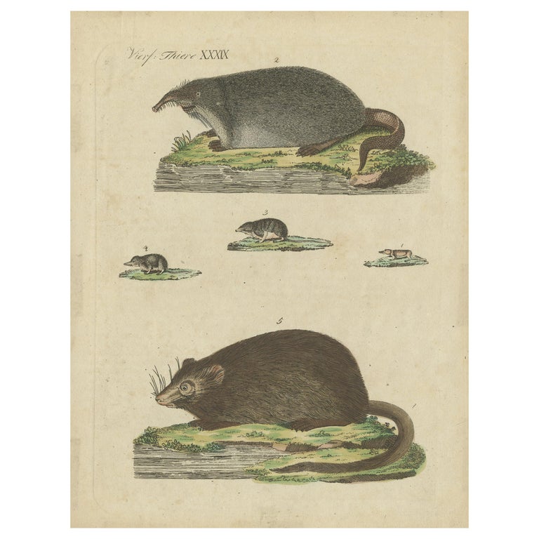 Antique Print of Various Mice, 'c.1800' For Sale at 1stDibs
