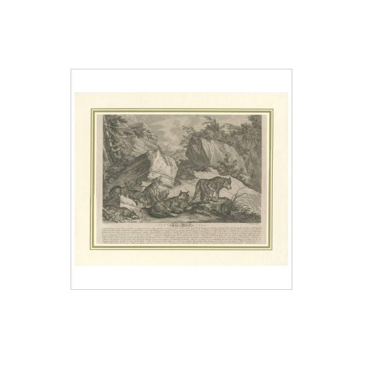 Antique Print of Wolves by J.S. Müller, 1794 For Sale at 1stDibs