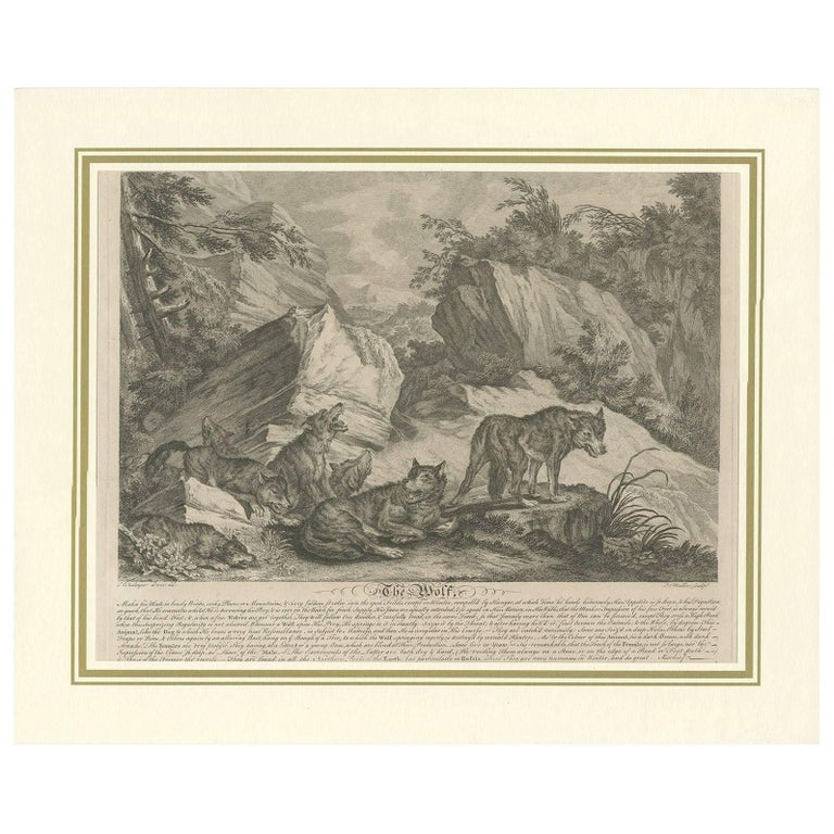 Antique Print of Wolves by J.S. Müller, 1794 For Sale at 1stDibs