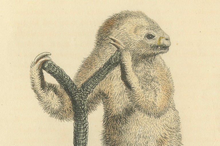 two toed sloth drawing