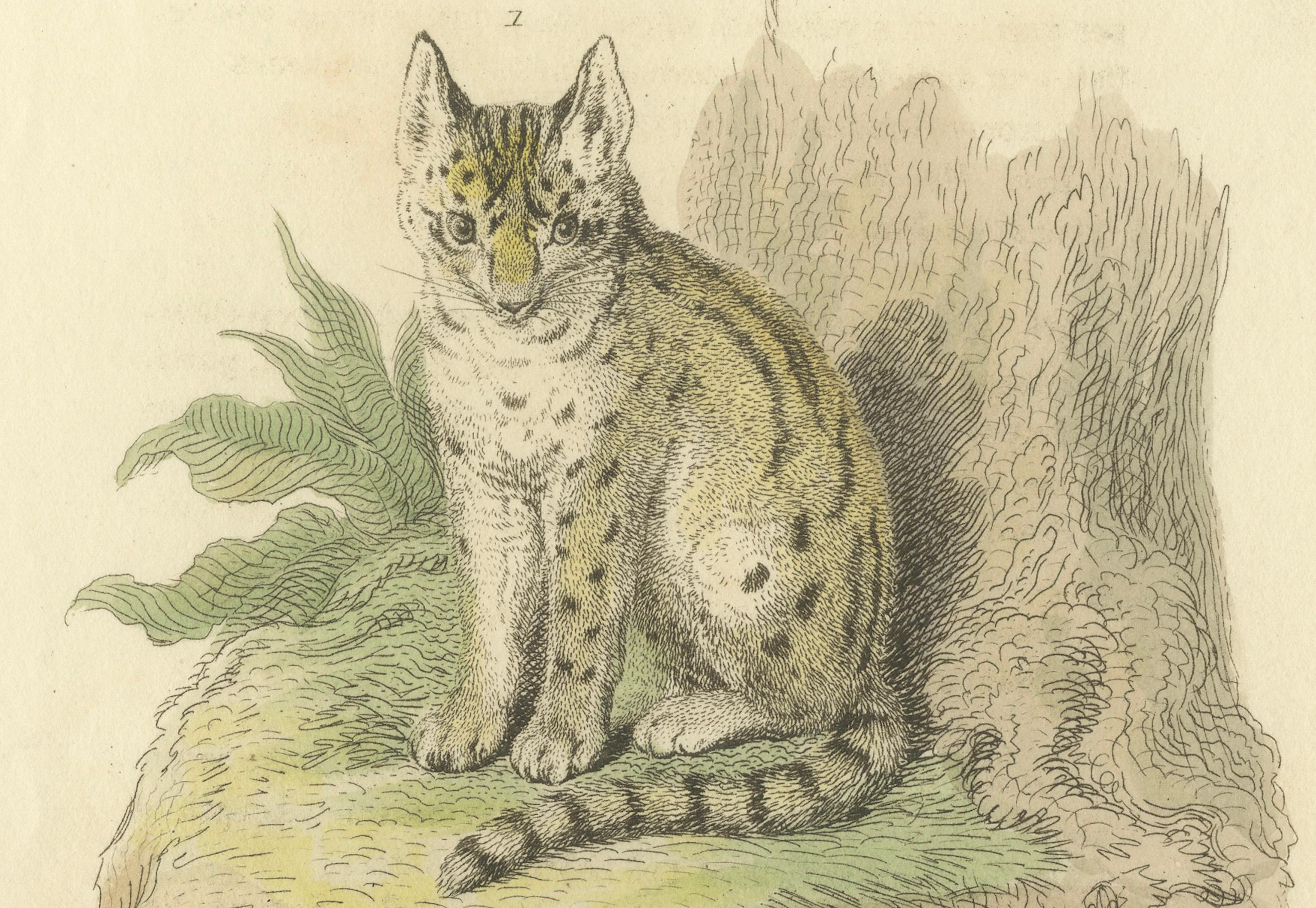 Antique Print with Hand Coloring of a Serval and a Jaguarundi For Sale ...