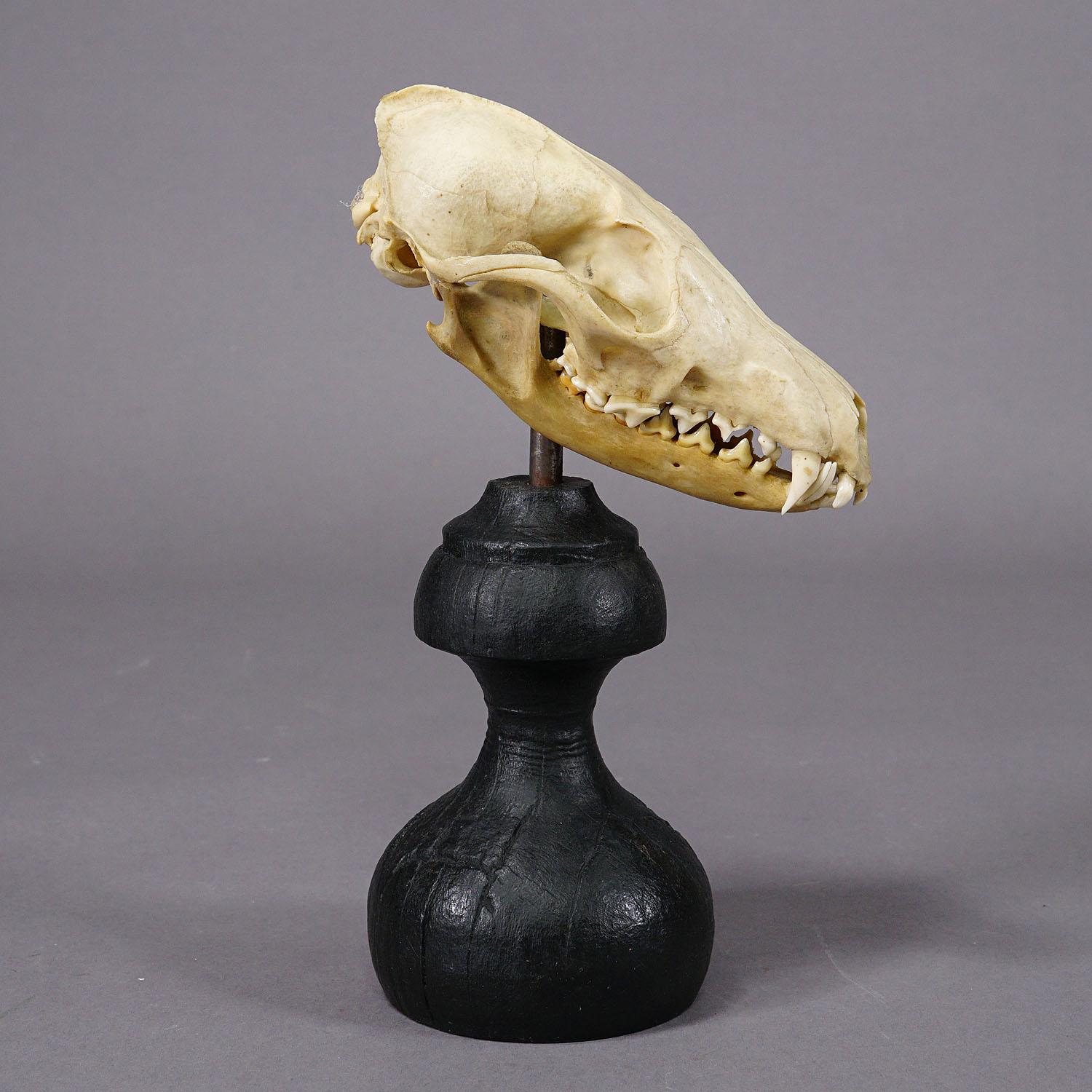 Antique Real Skull of a Fox, Germany ca. 1900s For Sale at 1stDibs ...