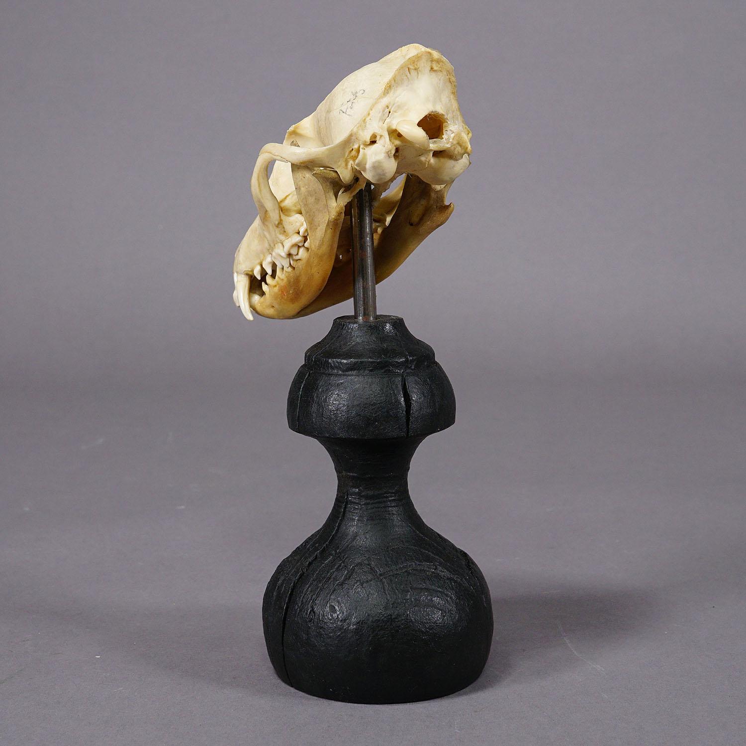 Antique Real Skull of a Fox, Germany ca. 1900s For Sale at 1stDibs ...