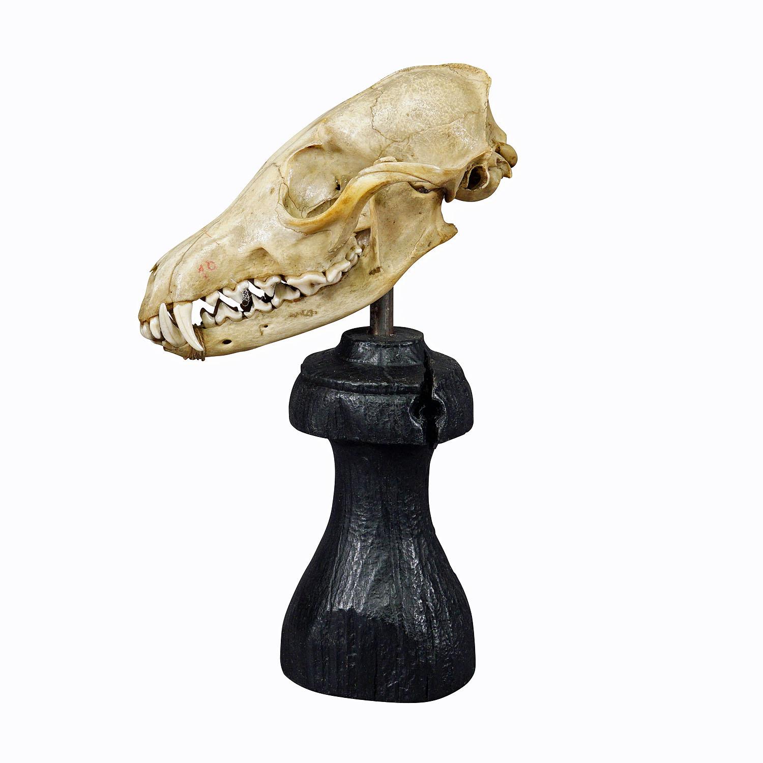 Antique Red Fox Skull Taxidermy, Germany ca. 1900s For Sale at 1stDibs