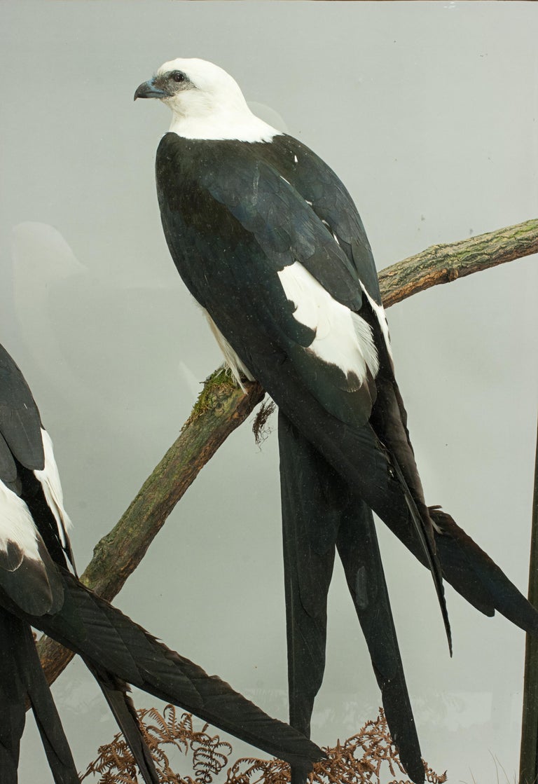 Antique Rowland Ward Taxidermy, Swallow Tailed Hawk at 1stDibs | split ...