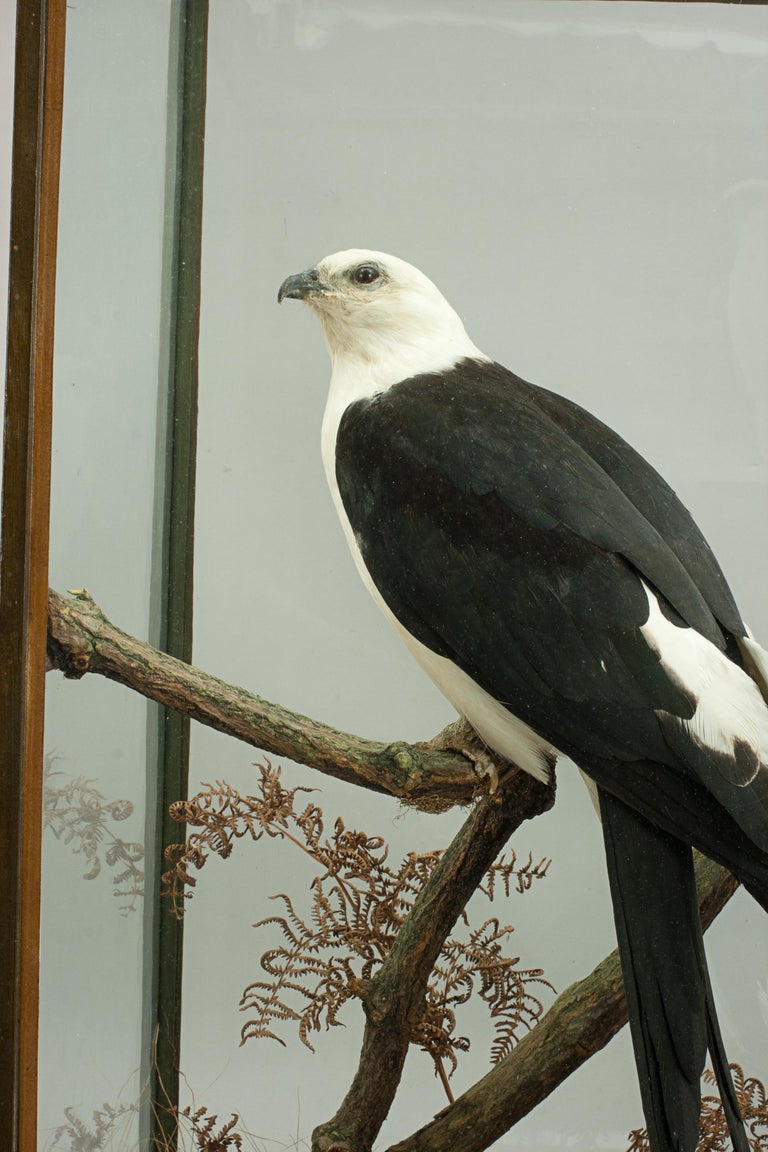 Antique Rowland Ward Taxidermy, Swallow Tailed Hawk at 1stDibs | split ...