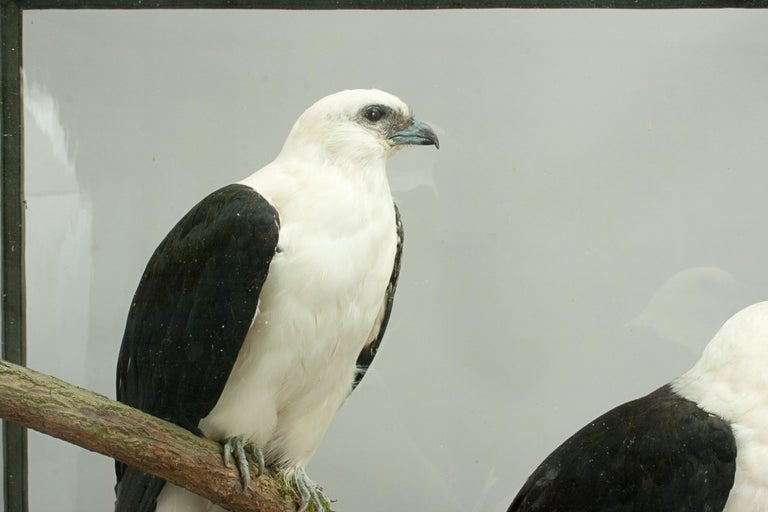Antique Rowland Ward Taxidermy, Swallow Tailed Hawk at 1stDibs | split ...