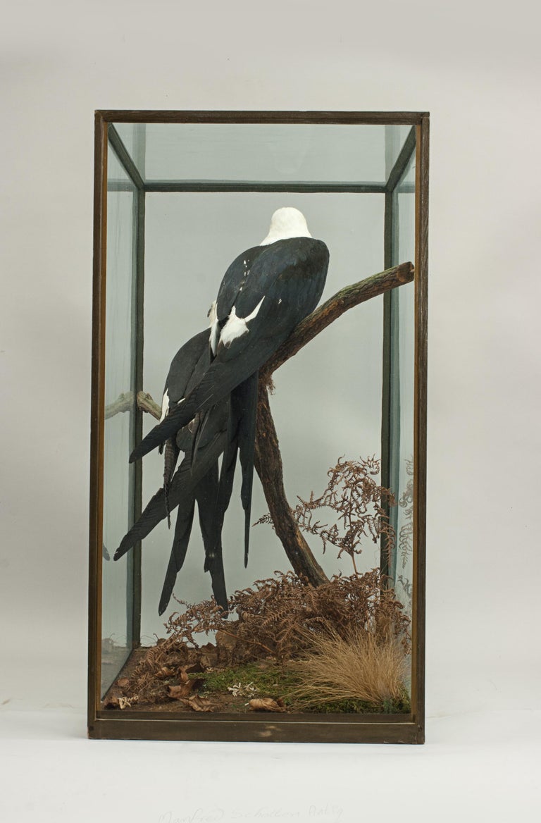 Antique Rowland Ward Taxidermy, Swallow Tailed Hawk at 1stDibs | split ...