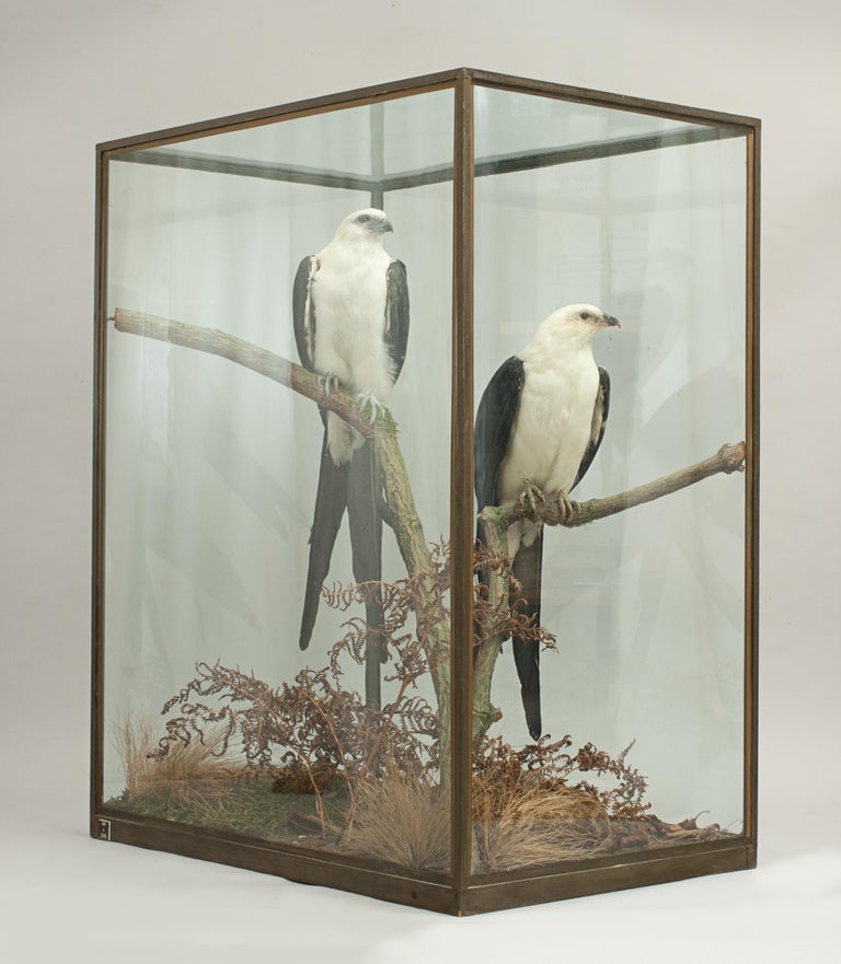 Antique Rowland Ward Taxidermy, Swallow Tailed Hawk at 1stDibs | split ...