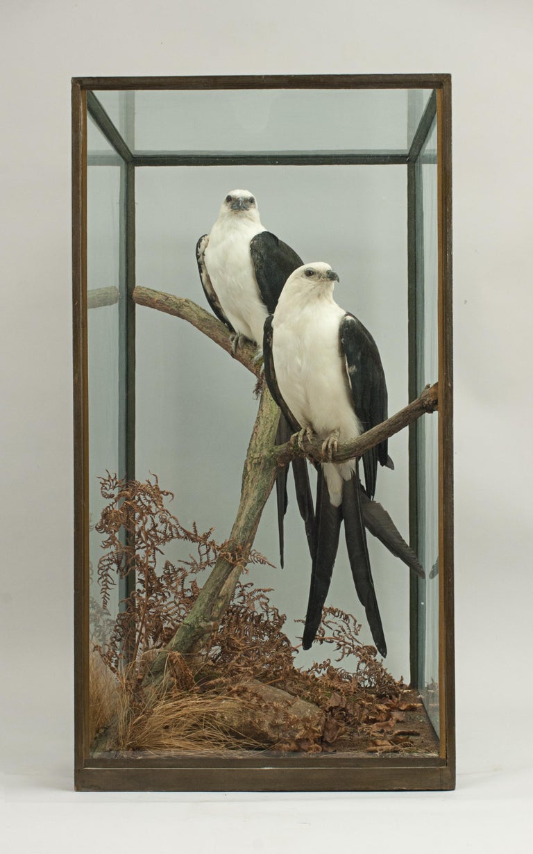 Antique Rowland Ward Taxidermy, Swallow Tailed Hawk at 1stDibs | split ...