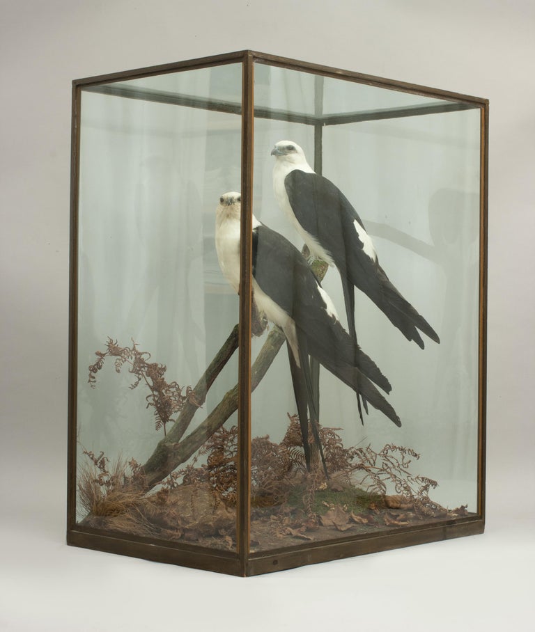 Antique Rowland Ward Taxidermy, Swallow Tailed Hawk at 1stDibs | split ...