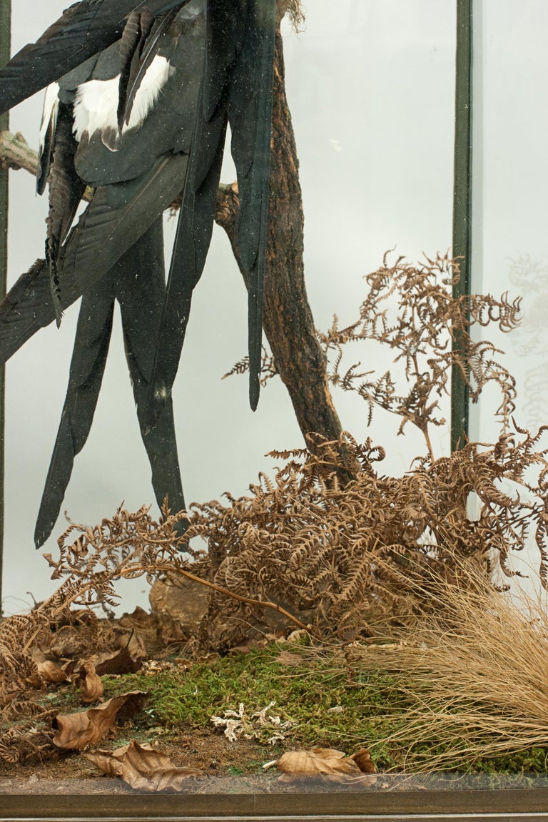 Antique Rowland Ward Taxidermy, Swallow Tailed Hawk at 1stDibs | split ...