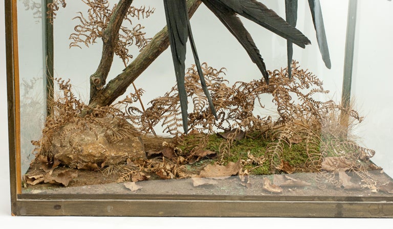 Antique Rowland Ward Taxidermy, Swallow Tailed Hawk at 1stDibs | split ...