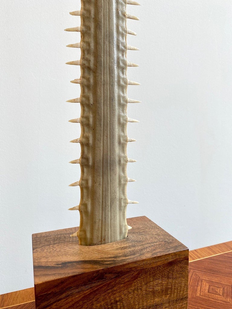 Antique Sawfish Bill Sculpture on Walnut Plinth For Sale at 1stDibs