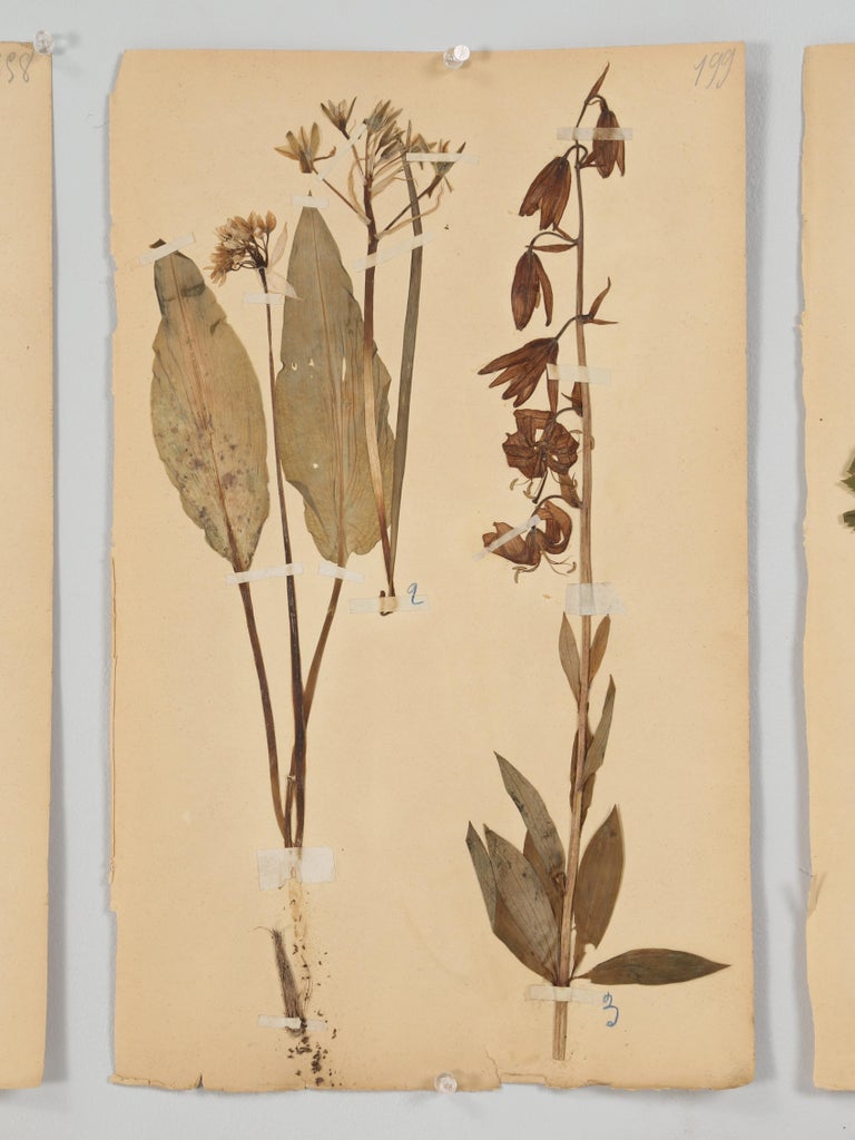 Antique Set of (6) French Botanicals from a Monastery School that ...