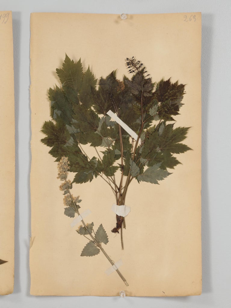 Antique Set of (6) French Botanicals from a Monastery School that ...