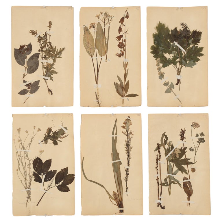 Antique Set of (6) French Botanicals from a Monastery School that ...
