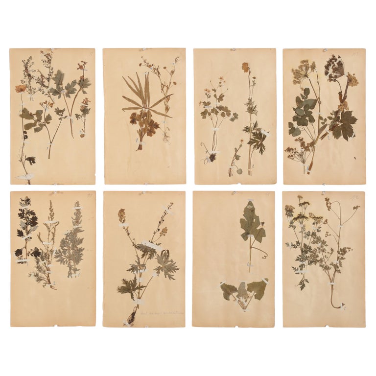 Antique Set of '8' Pressed Botanicals from France c1889 at 1stDibs