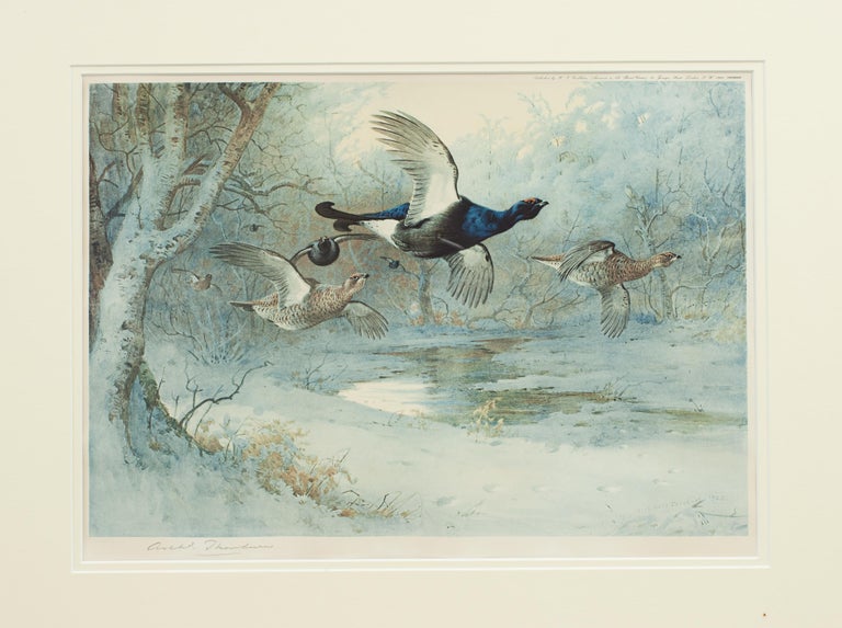 Antique Shooting Print, Game Birds by Archibald Thorburn, Winter, Pub ...