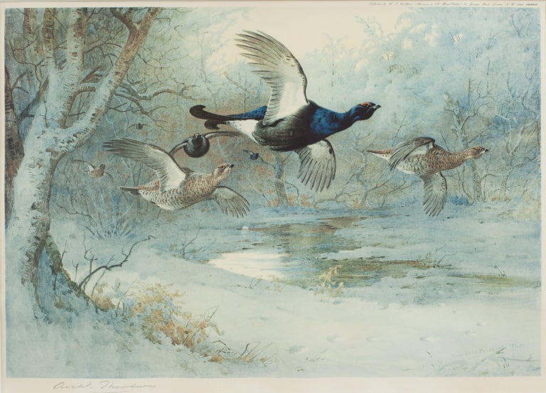 Antique Shooting Print, Game Birds by Archibald Thorburn, Winter, Pub ...