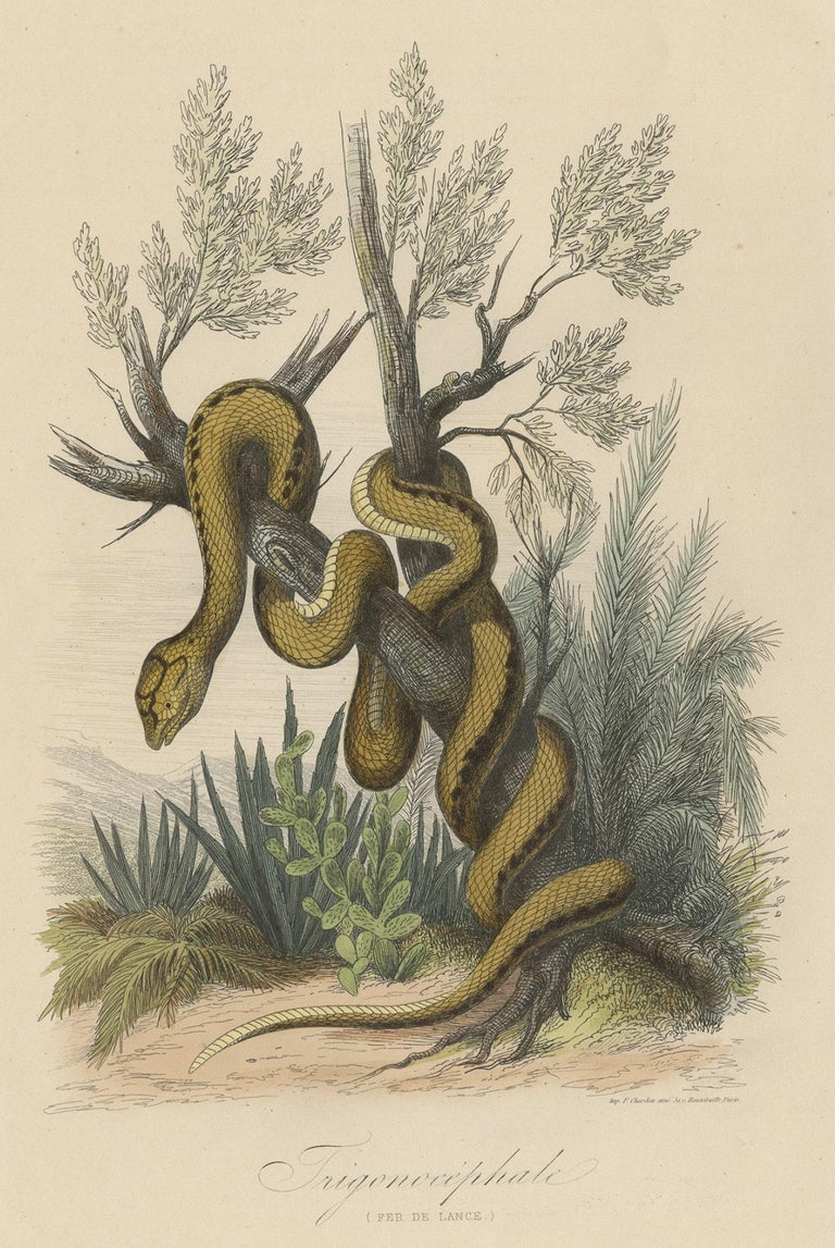 Antique Snake Print Named Martinican Pit Viper or Martinique Lancehead ...