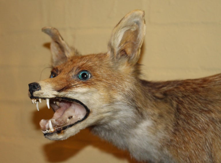 Antique Taxidermy Red Fox Mounted at 1stDibs