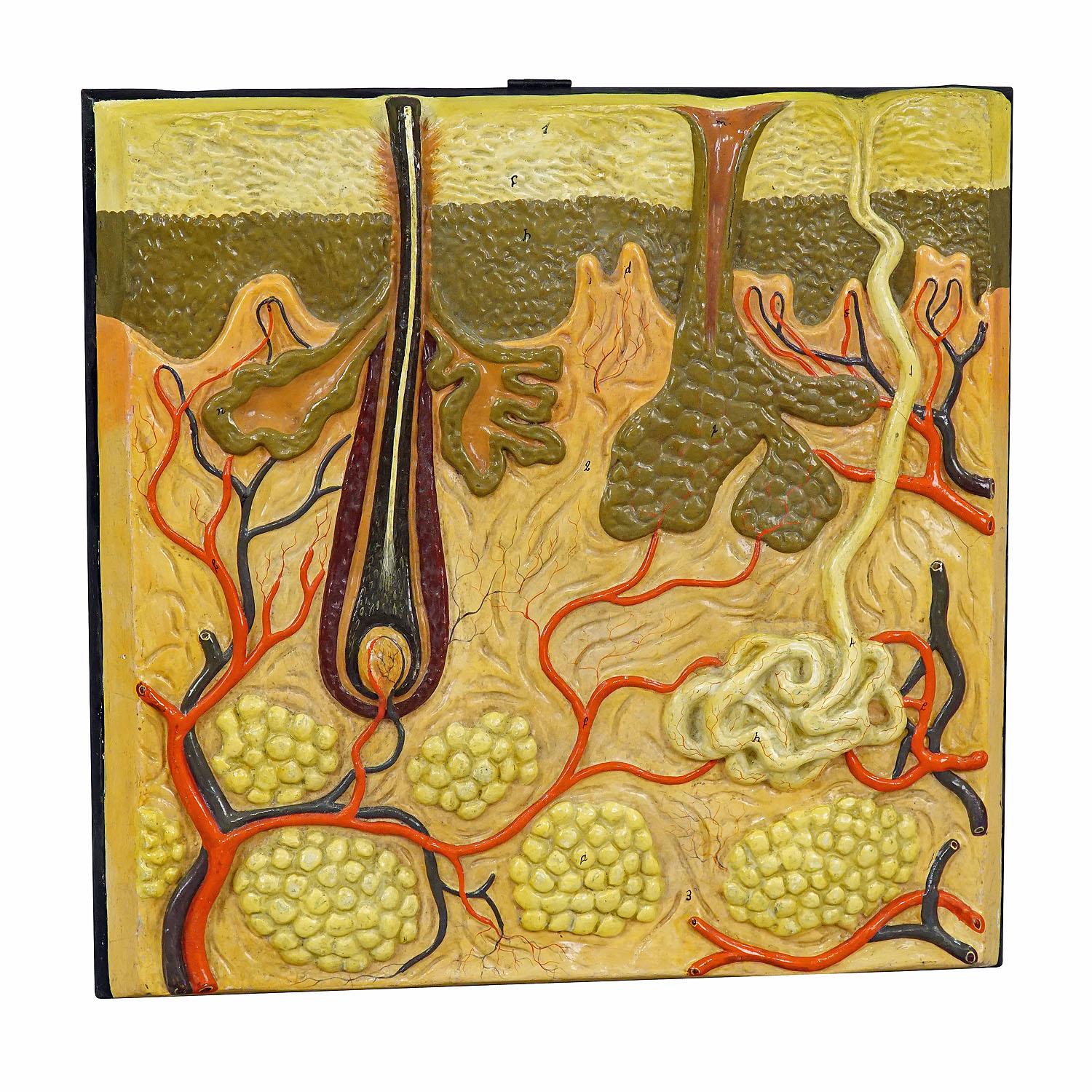 Antique Teaching Aid Human Skin Model on Wooden Plate by SOMSO For Sale ...