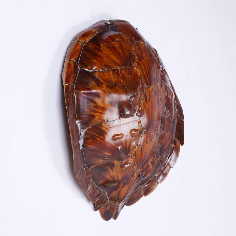 Antique Turtle or Tortoise Shell at 1stDibs | tortoise shell for sale ...