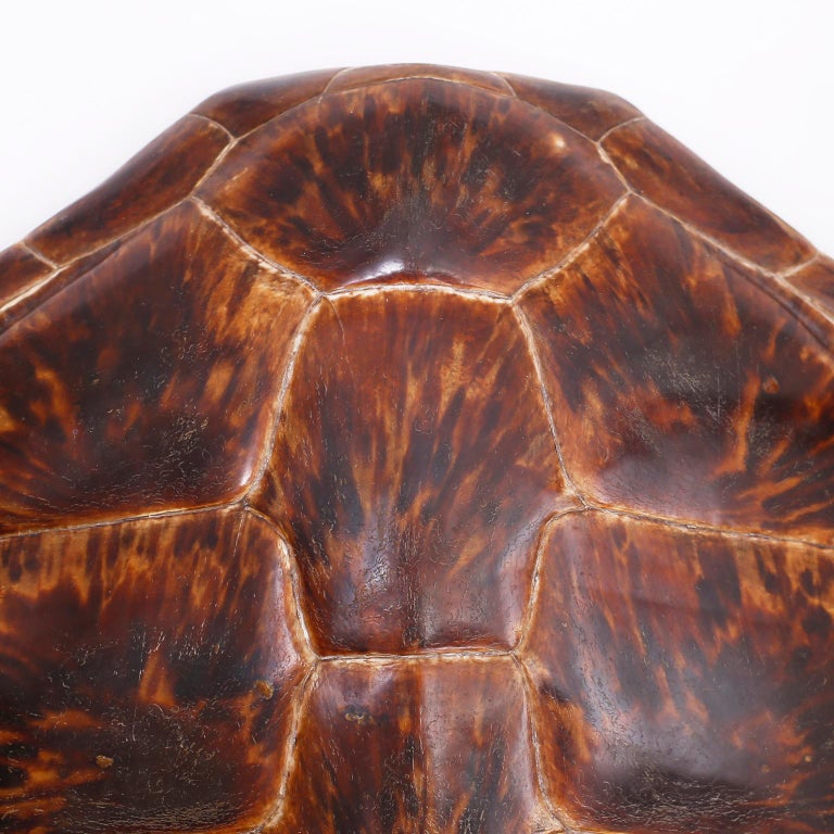 Antique Turtle or Tortoise Shell at 1stDibs