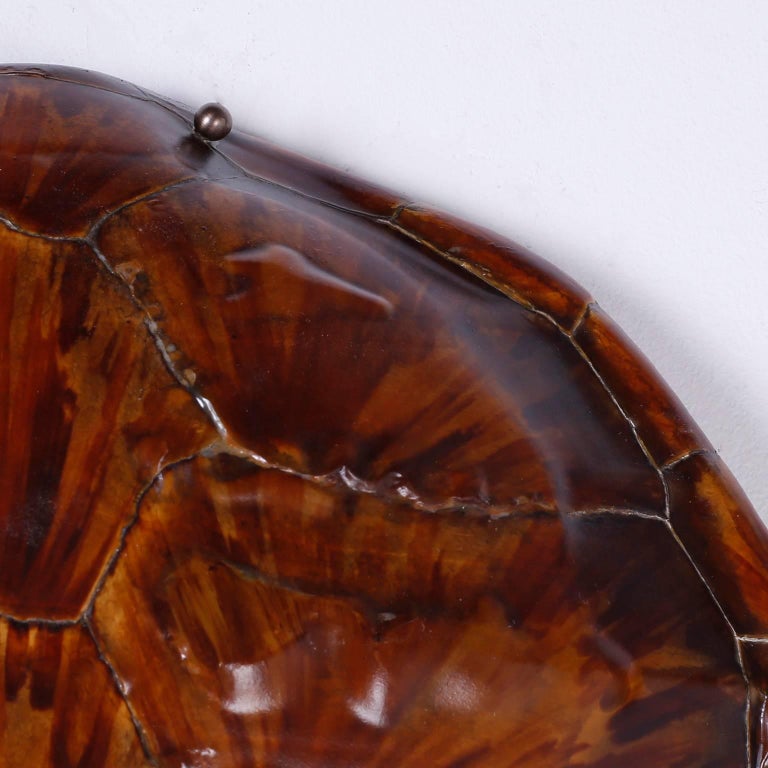 Antique Turtle or Tortoise Shell at 1stDibs | tortoise shell for sale ...