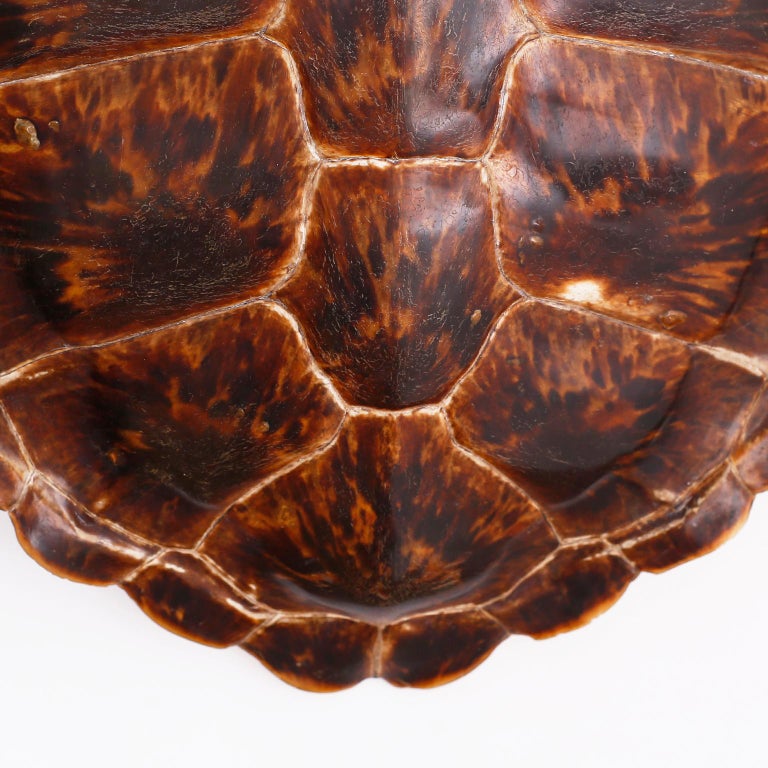 Antique Turtle or Tortoise Shell at 1stDibs